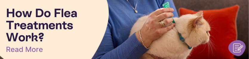 How Do Flea Treatments Work? | Pet Drugs Online