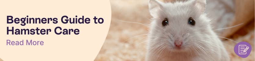 The Beginners Guide to Hamster Care | Pet Drugs Online